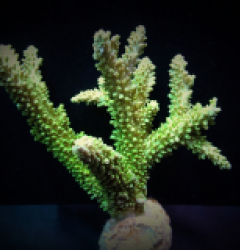 Acropora - Acropora - SPS Corals