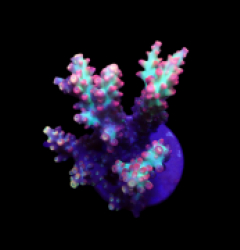 Cultured Corals De Jong Marinelife