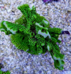 Montipora - Montipora - SPS Corals