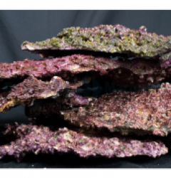 Real Reef Rocks - Real Reef Rocks - Products
