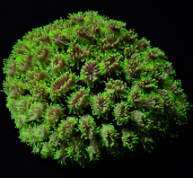 Home Page [shop.dejongmarinelife.nl]