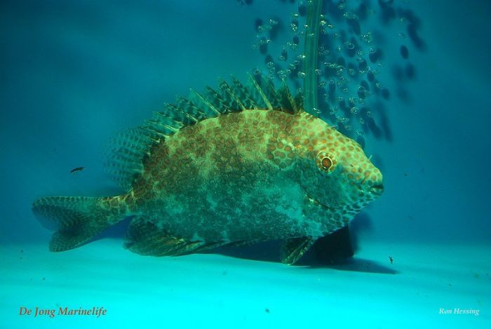 Siganus punctatus M | Furðufuglar og fylgifiskar - Gæludýraverslun